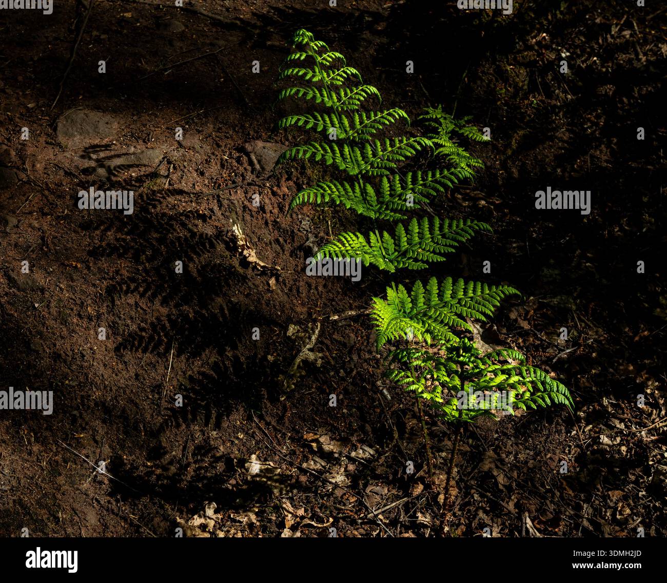 Vibrant green fern fronds growing from dark soil on a woodland floor ...