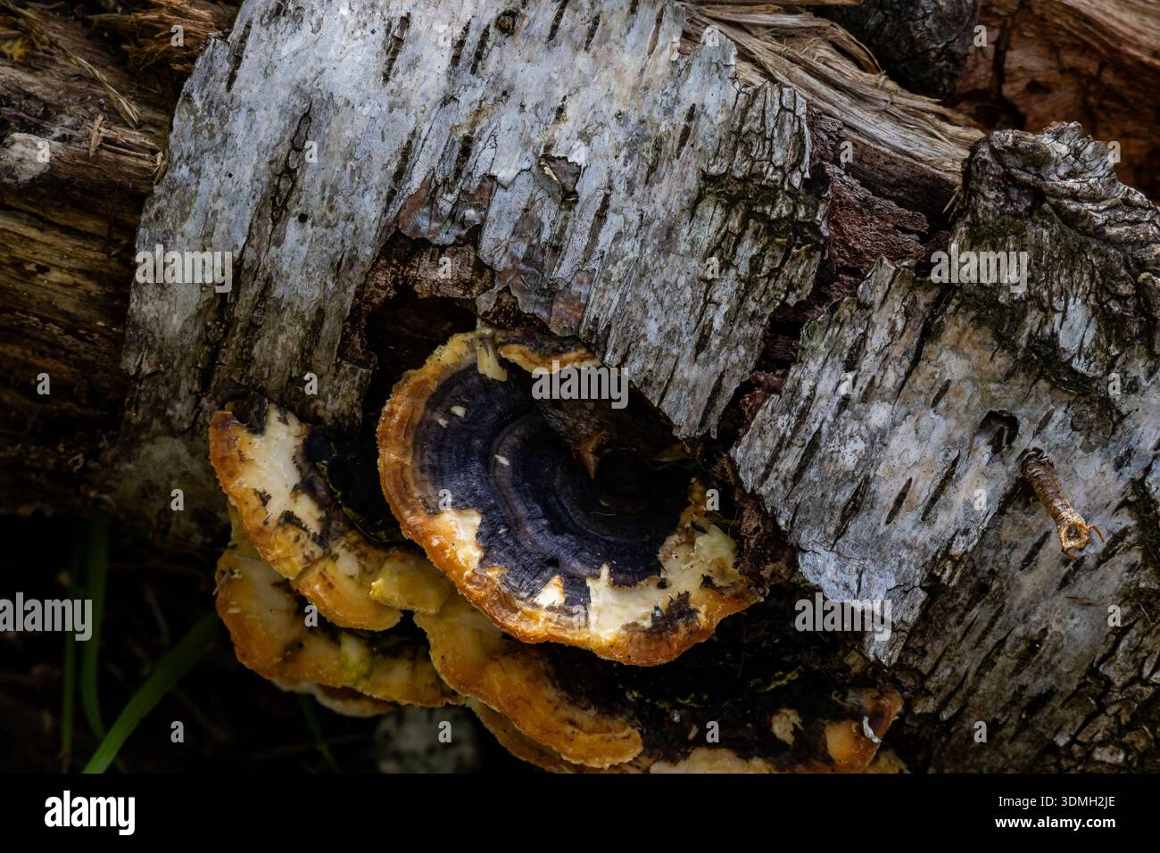 Close up of fungus growing on a fallen birch log in a woodland setting ...