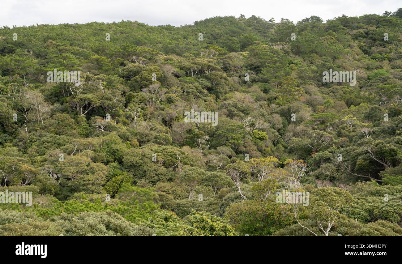 Forest of Kunigami, Yanbaru / Yambaru National Park, Okinawa Main ...