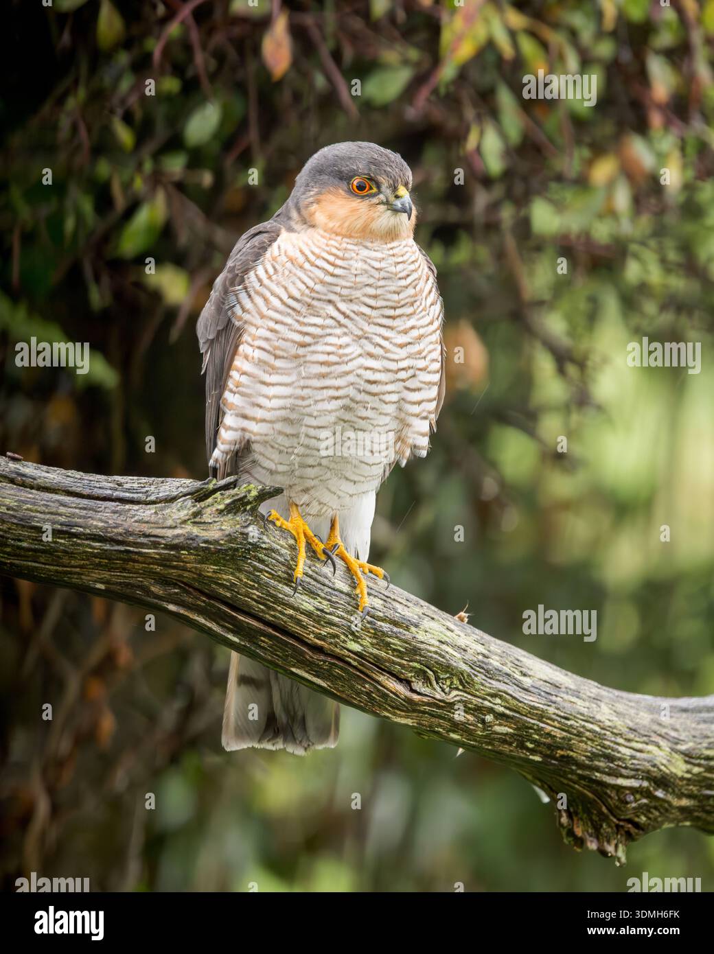 Sparrowhawk[ Accipiter nisus ] male bird on a rotten branch Stock Photo ...