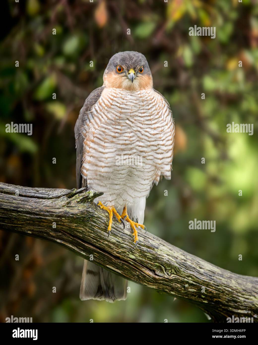 Sparrowhawk[ Accipiter nisus ] male bird on a rotten branch Stock Photo ...