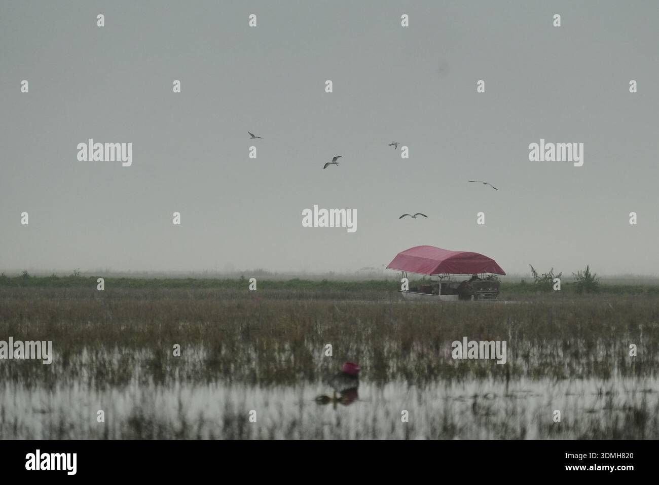 Birds fly overhead as a crawfish boat moves through a pond while ...