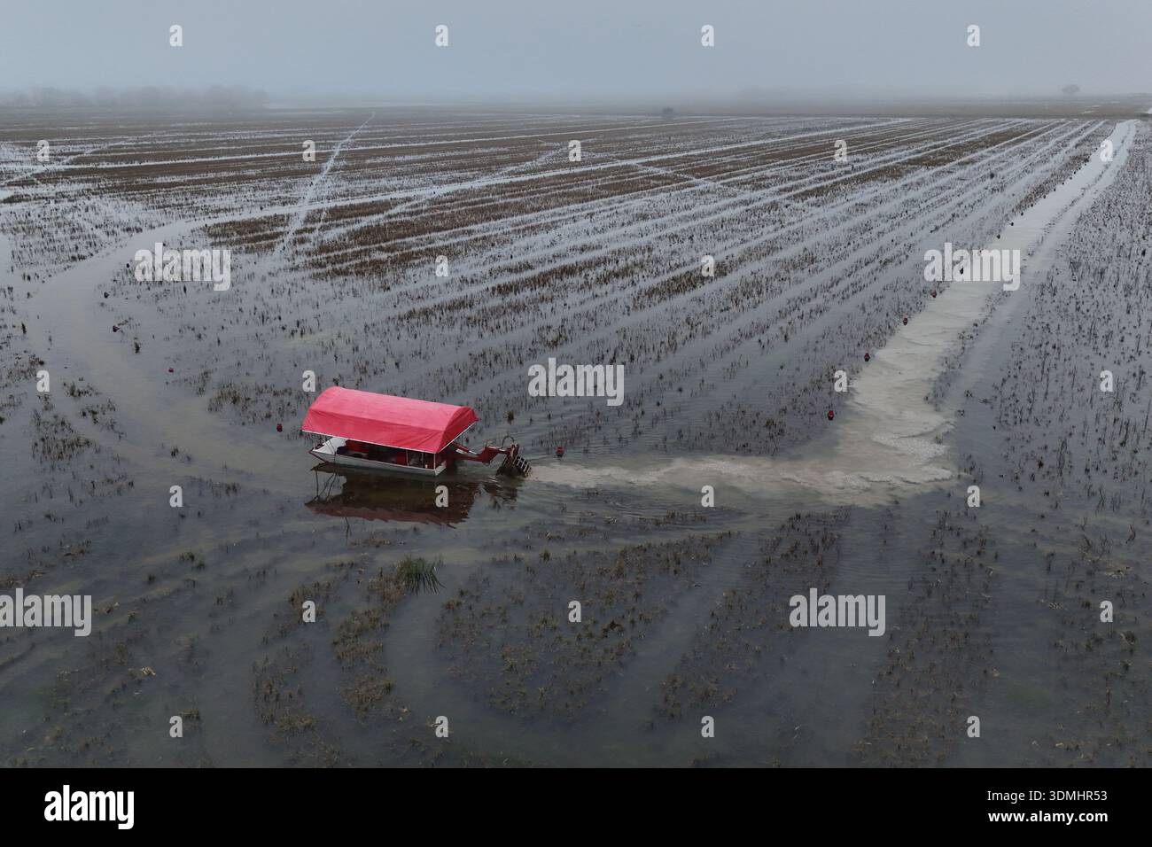 A crawfish boat moves through a pond while harvesting Thursday, Jan. 22 ...