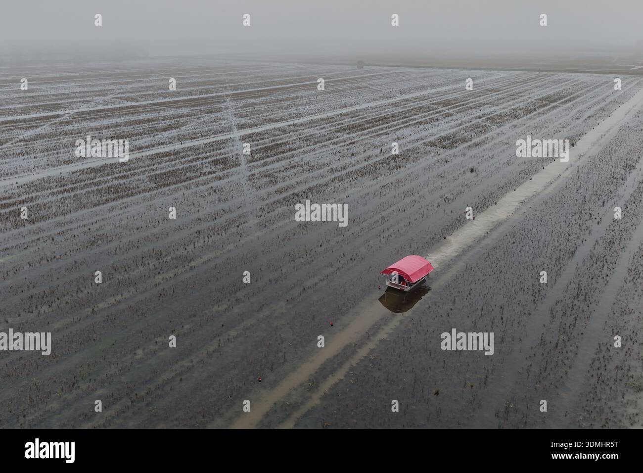 A crawfish boat moves through a pond while harvesting Thursday, Jan. 22 ...