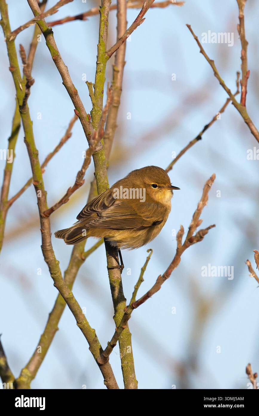 Common Chiffchaff (Phylloscopus collybita) Norfolk February 2026 Stock ...