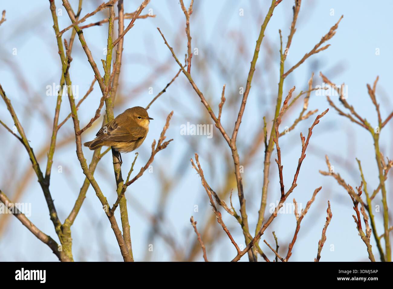 Common Chiffchaff (Phylloscopus collybita) Norfolk February 2026 Stock ...