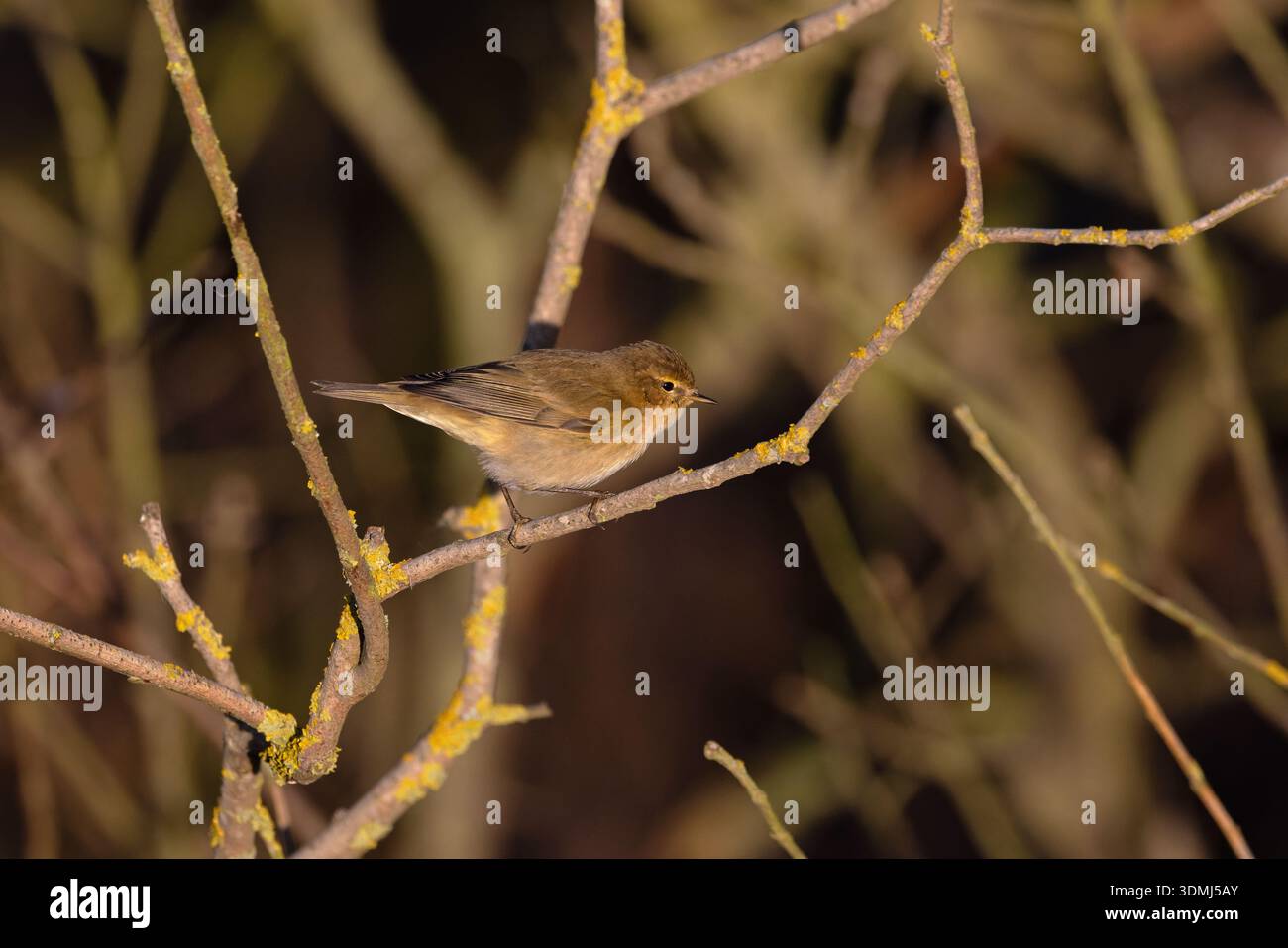 Common Chiffchaff (Phylloscopus collybita) Norfolk February 2026 Stock ...