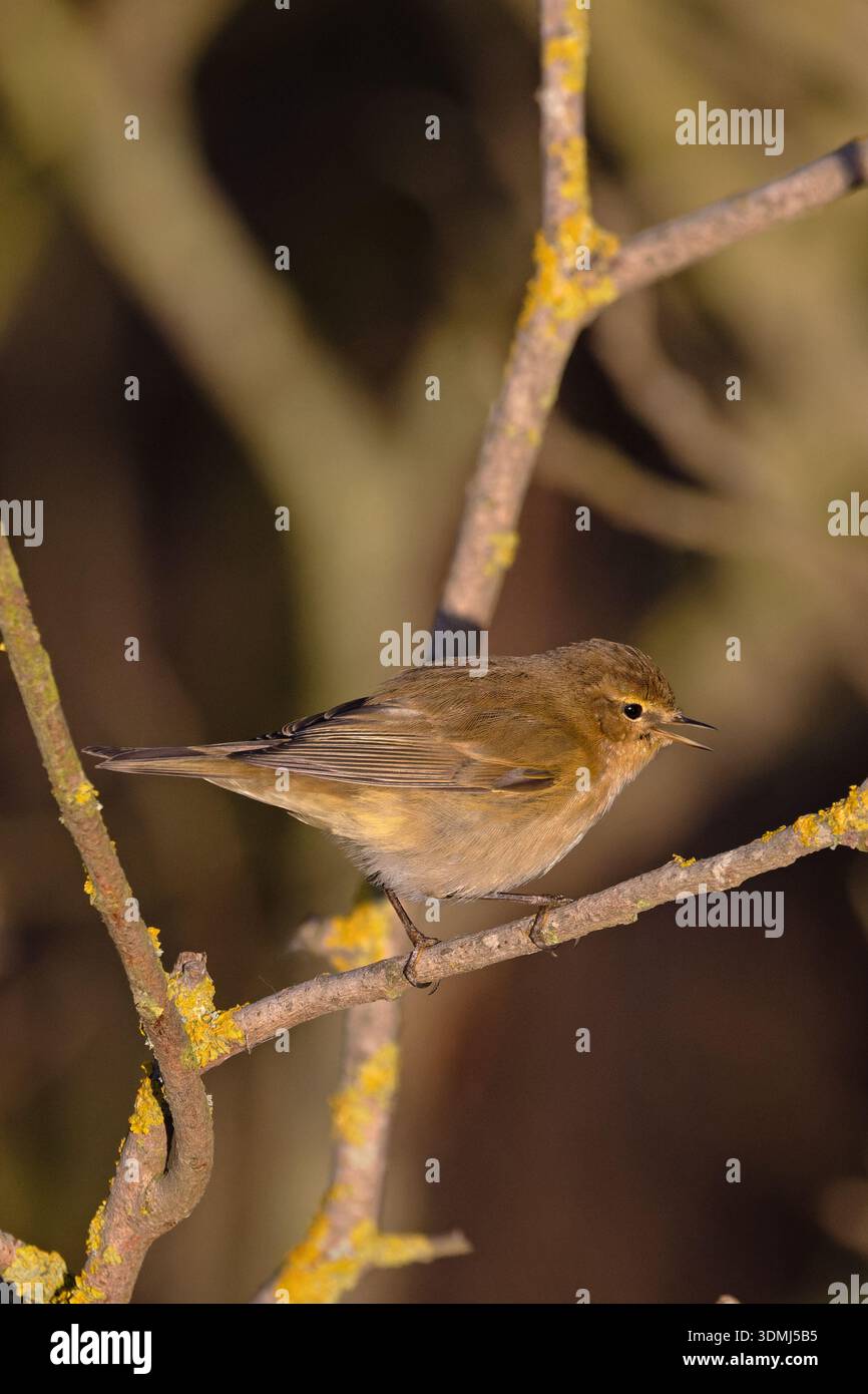 Common Chiffchaff (Phylloscopus collybita) calling Norfolk February ...