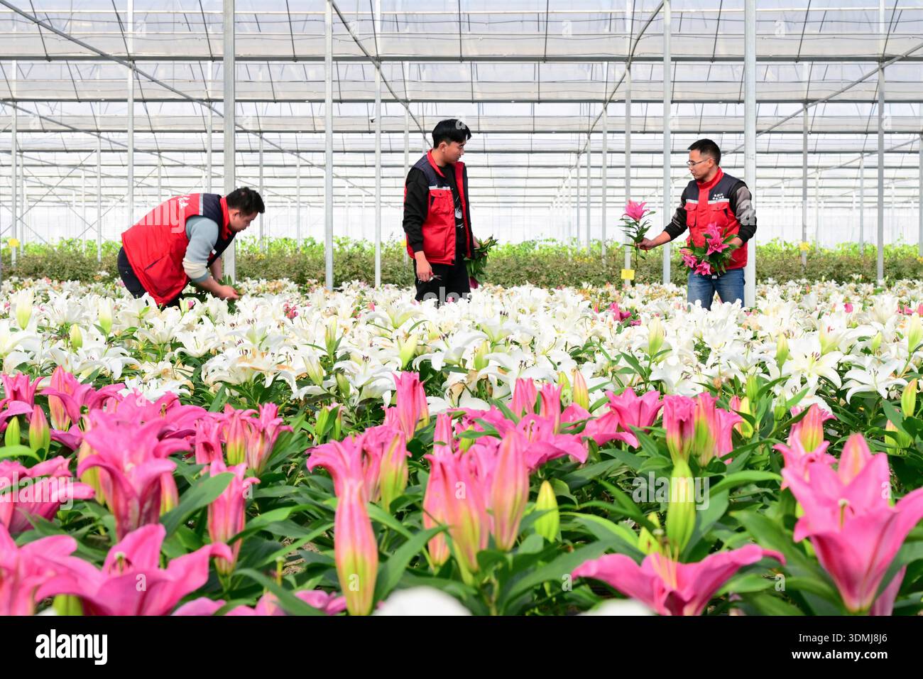 Workers pick lilies in a smart greenhouse in Lingxia Town, Jindong ...