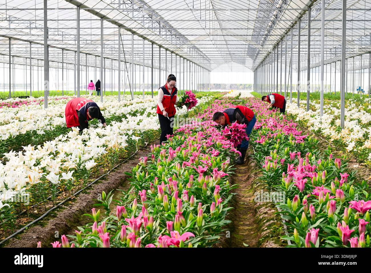 Workers pick lilies in a smart greenhouse in Lingxia Town, Jindong ...