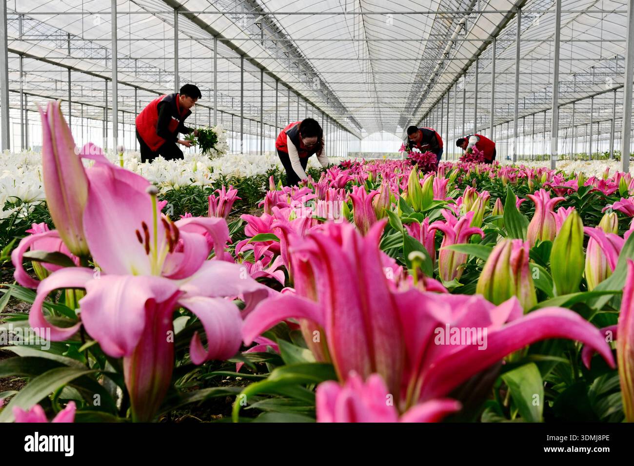 Workers pick lilies in a smart greenhouse in Lingxia Town, Jindong ...