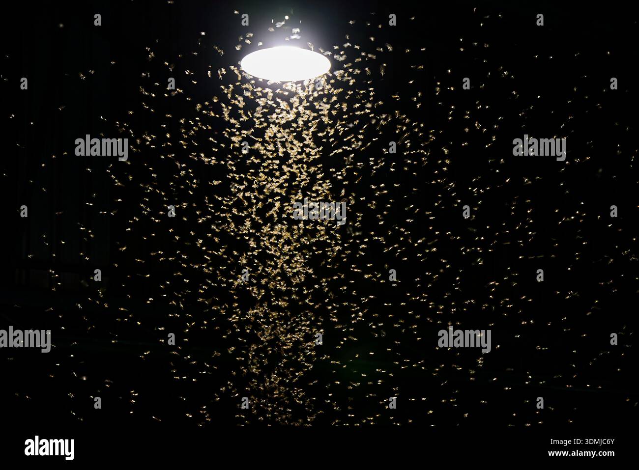 Moths Swarming Around a Light at Night Stock Photo - Alamy