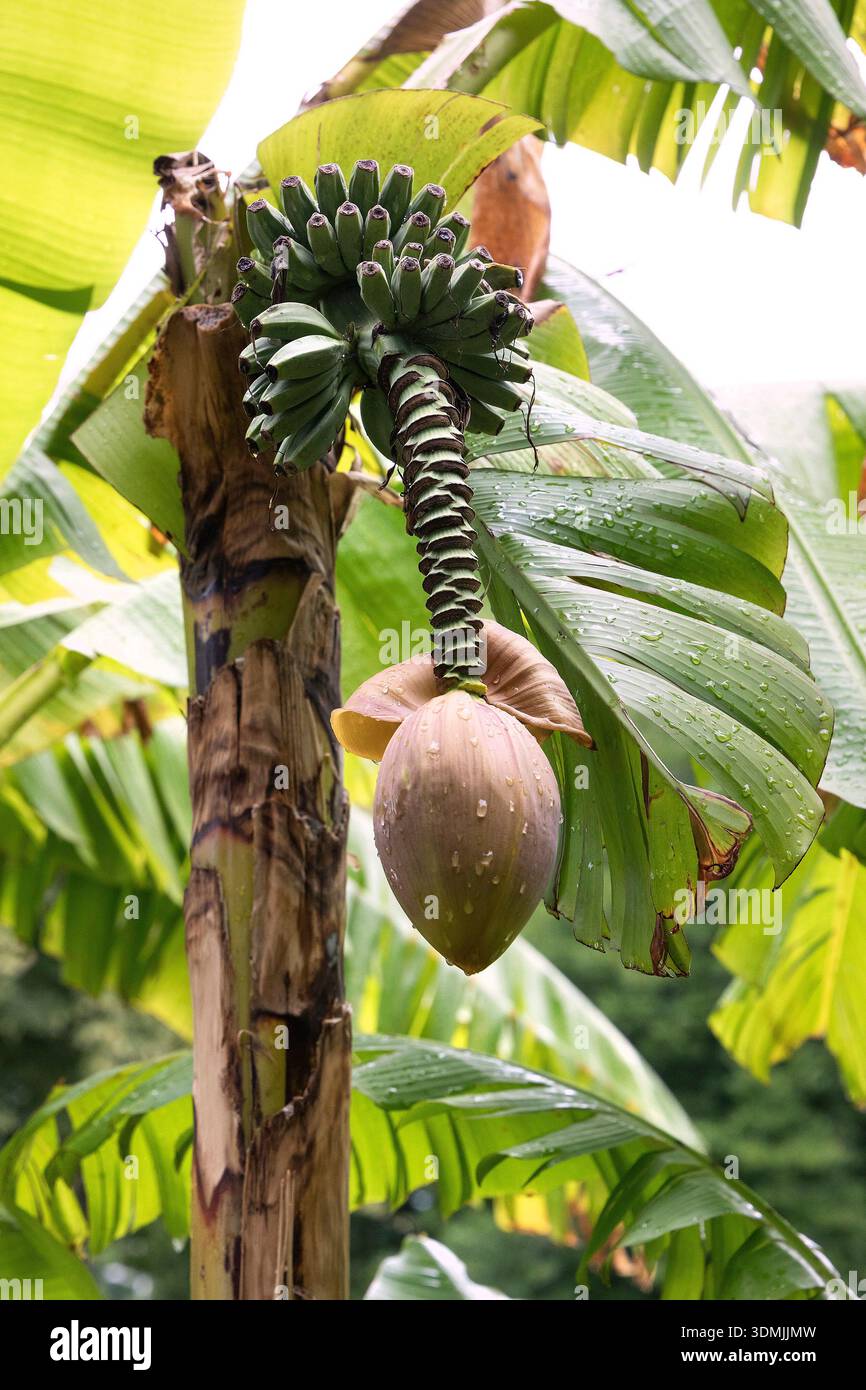 Bananenblüte und Früchte // Banana blossom and fruits - 20250724 ...