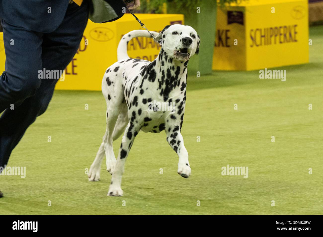 Dalmatian named Sonny competes in the Non-Sporting group during the ...