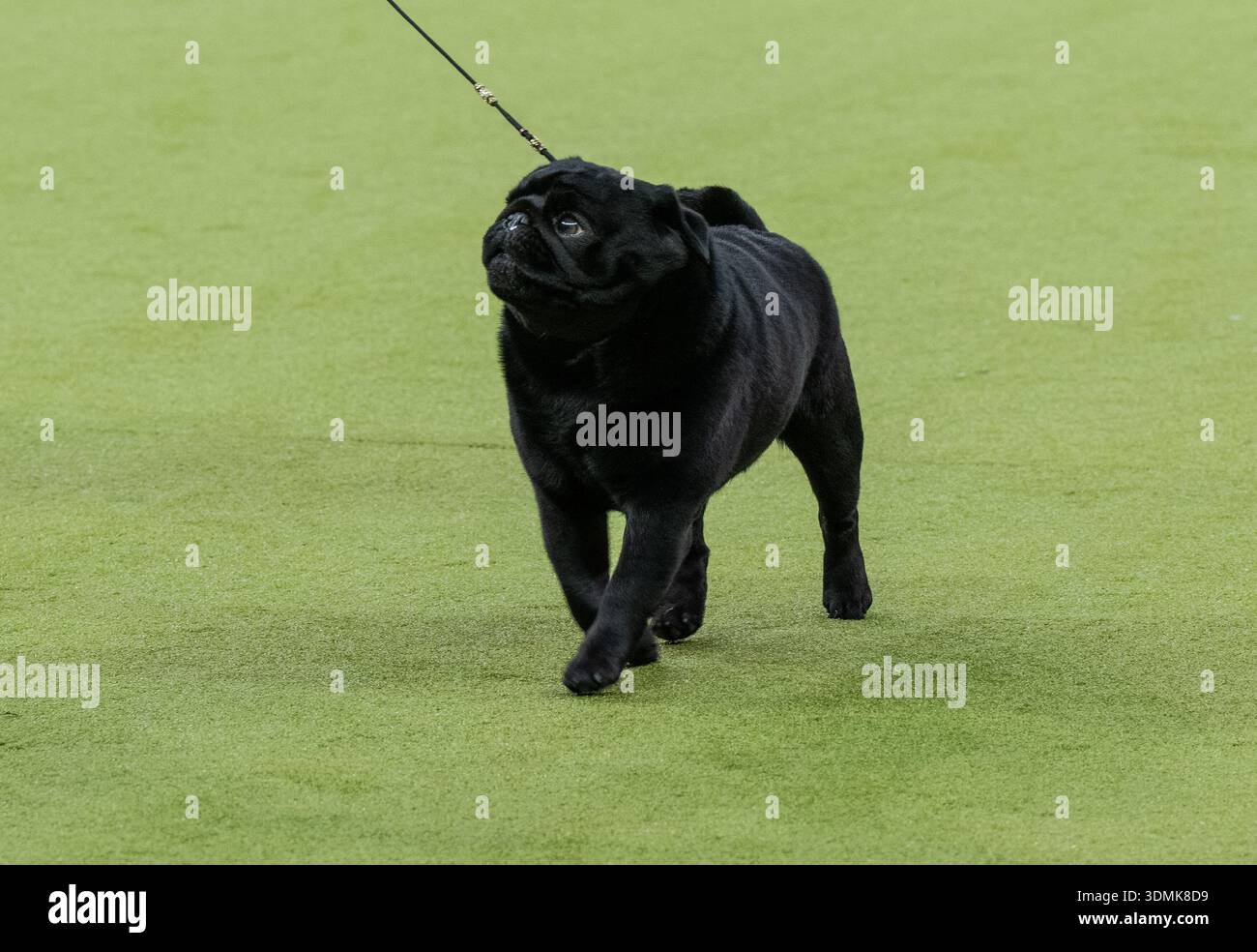 Pug named Rip competes in the Toy group during the 150th Annual ...