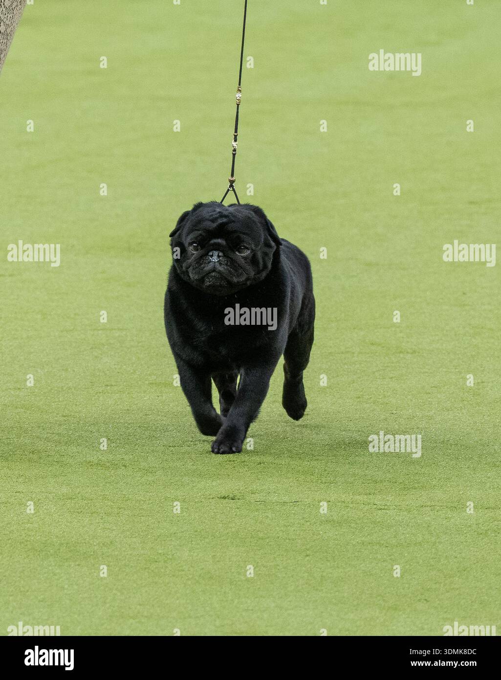 Pug named Rip competes in the Toy group during the 150th Annual ...