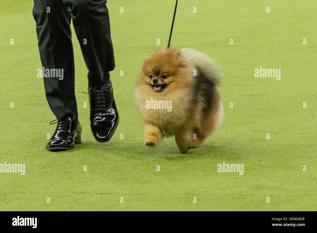 Pomeranian named Aslan competes in the Toy group during the 150th ...
