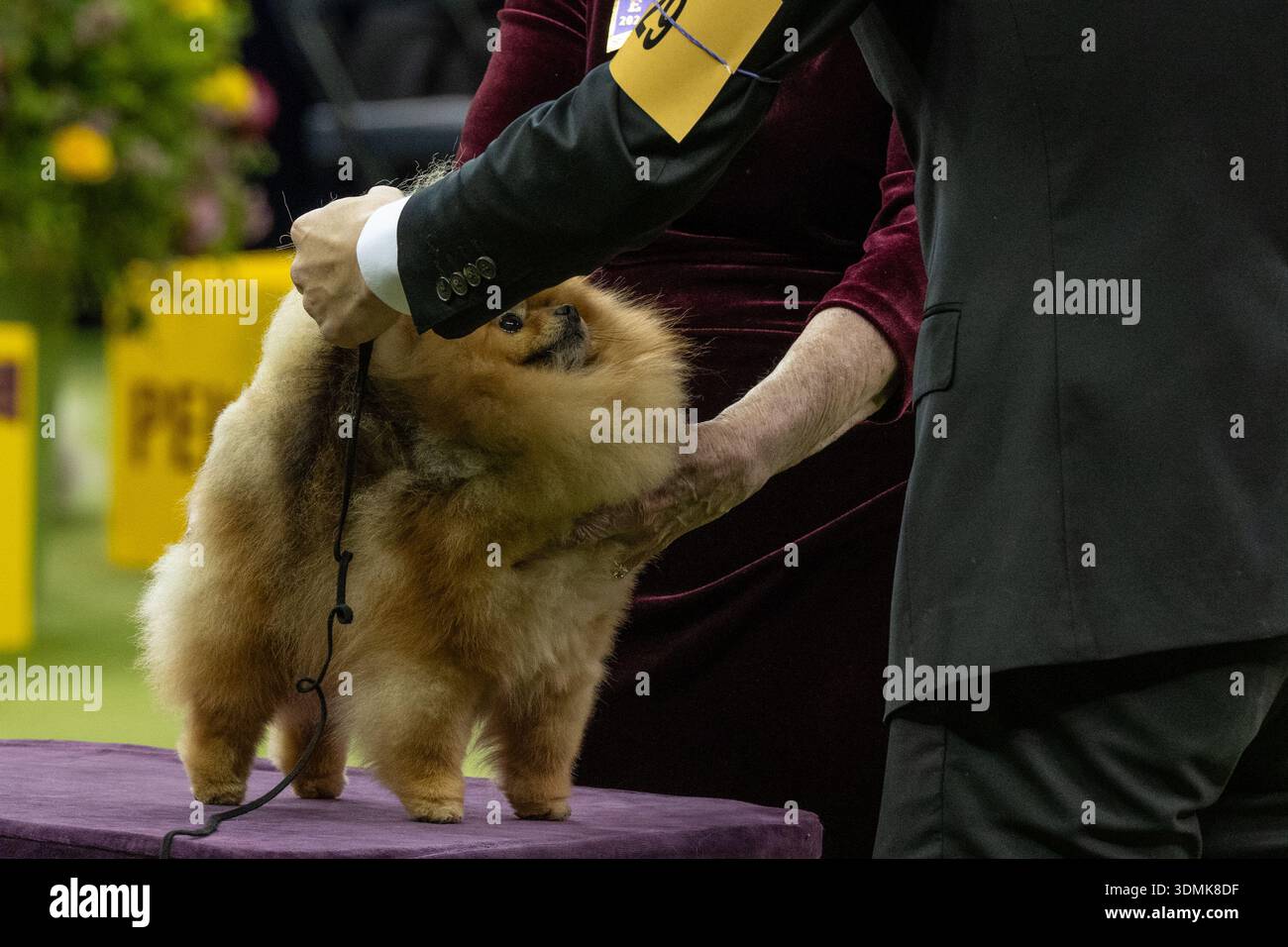 Pomeranian named Aslan competes in the Toy group during the 150th ...