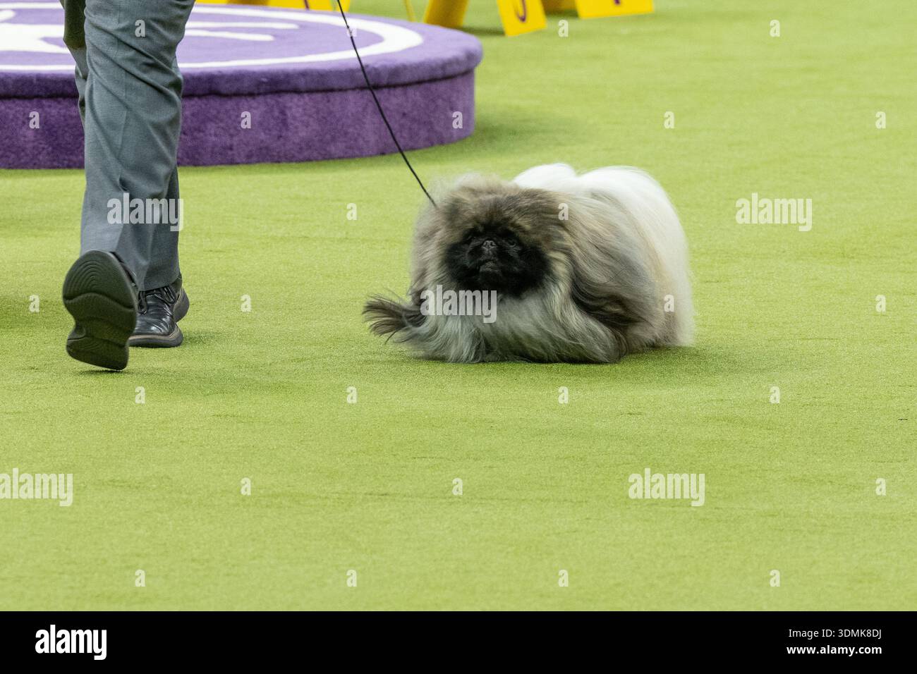 Pekingese named Lumpy competes in the Toy group during the 150th Annual ...