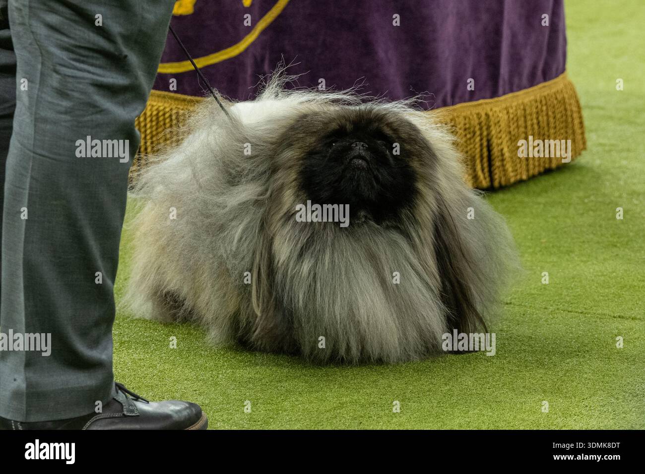 Pekingese named Lumpy competes in the Toy group during the 150th Annual ...