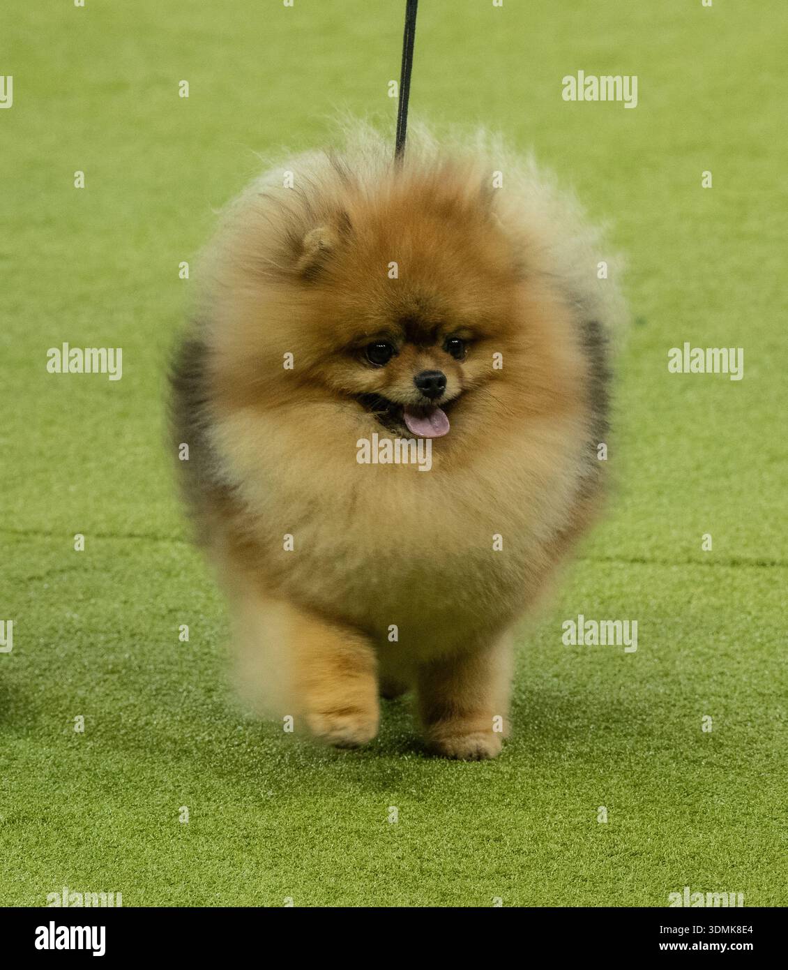 Pomeranian named Aslan competes in the Toy group during the 150th ...