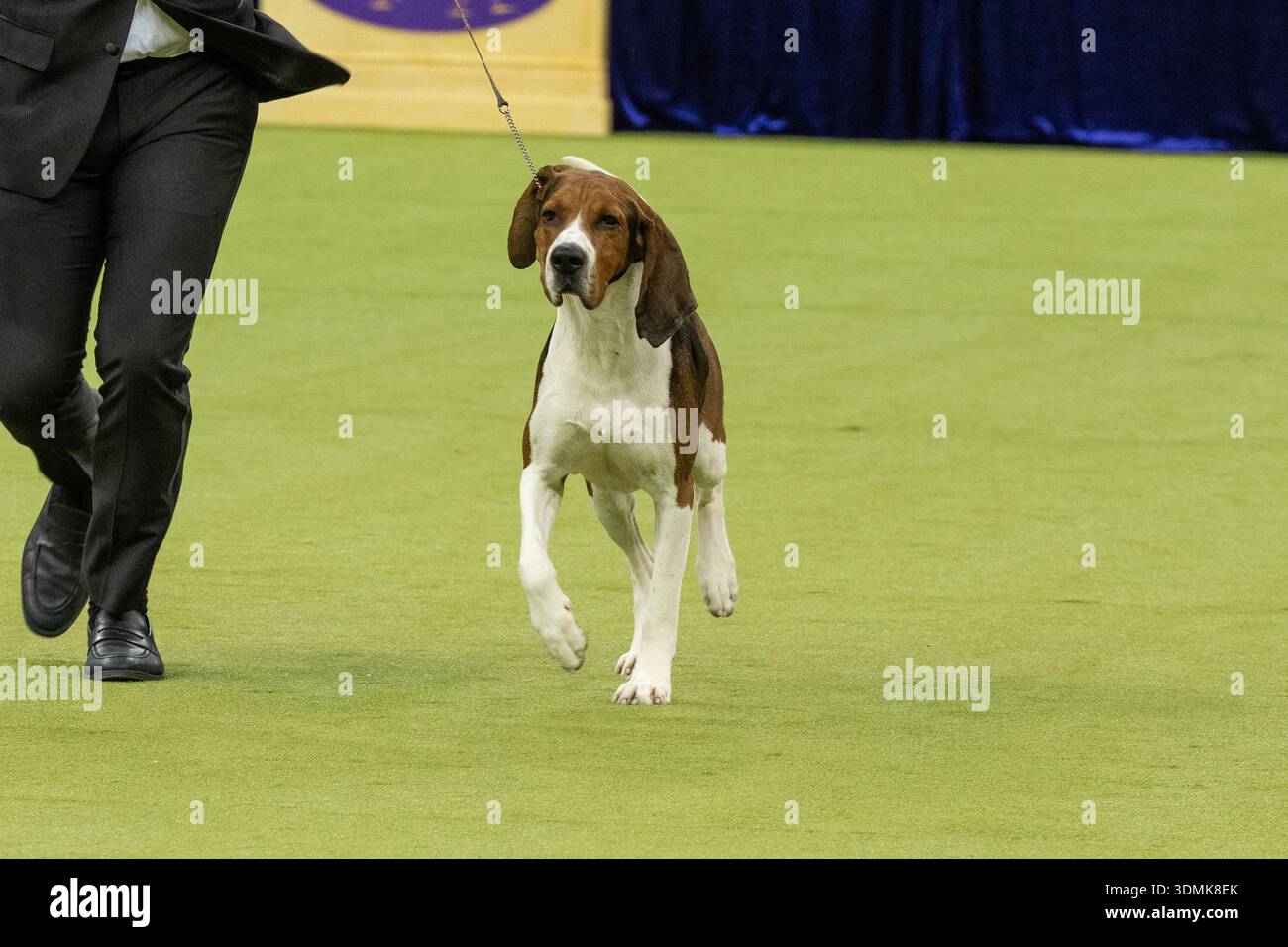 Treeing Walker Coonhound named Nate competes in the Hound group during ...
