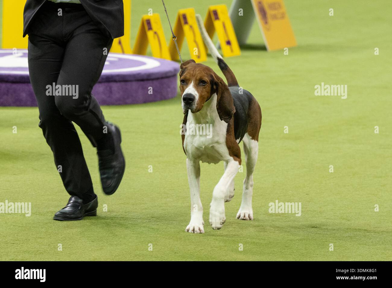 Treeing Walker Coonhound named Nate competes in the Hound group during ...