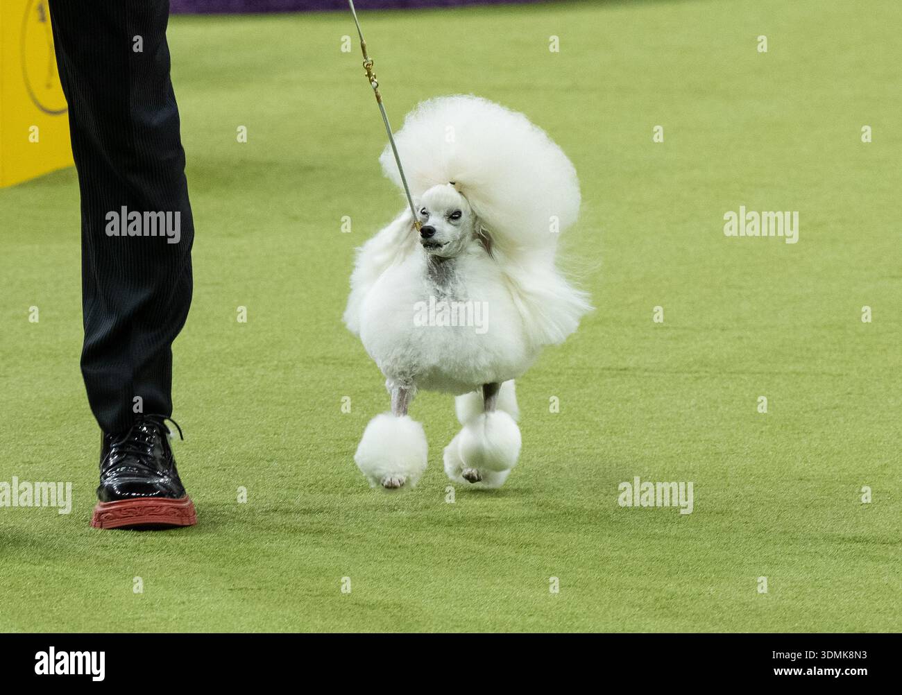 Poodle named Magic competes in the Toy group during the 150th Annual ...