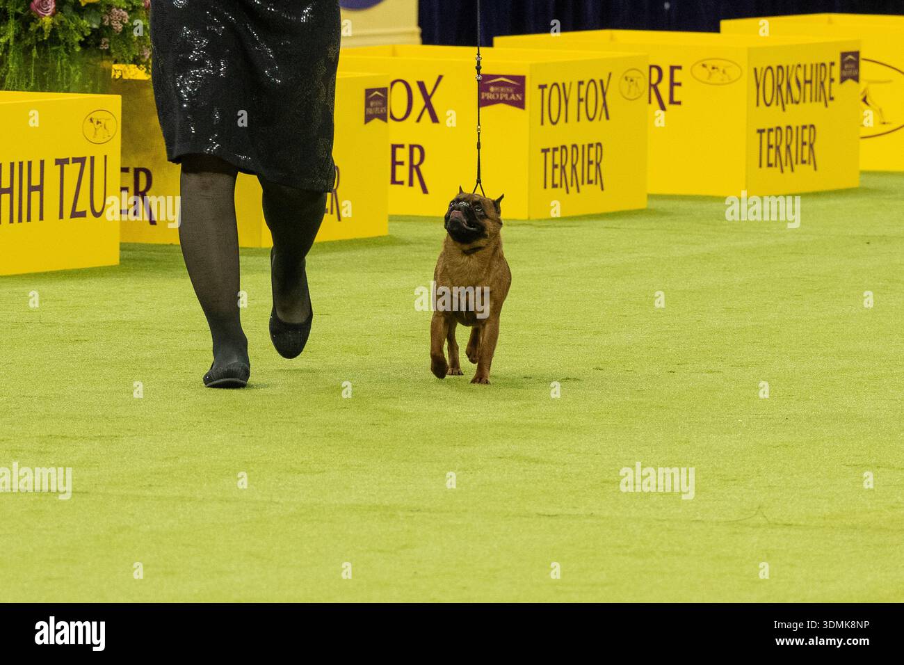 Brussels Griffon named Twinkle competes in the Toy group during the ...