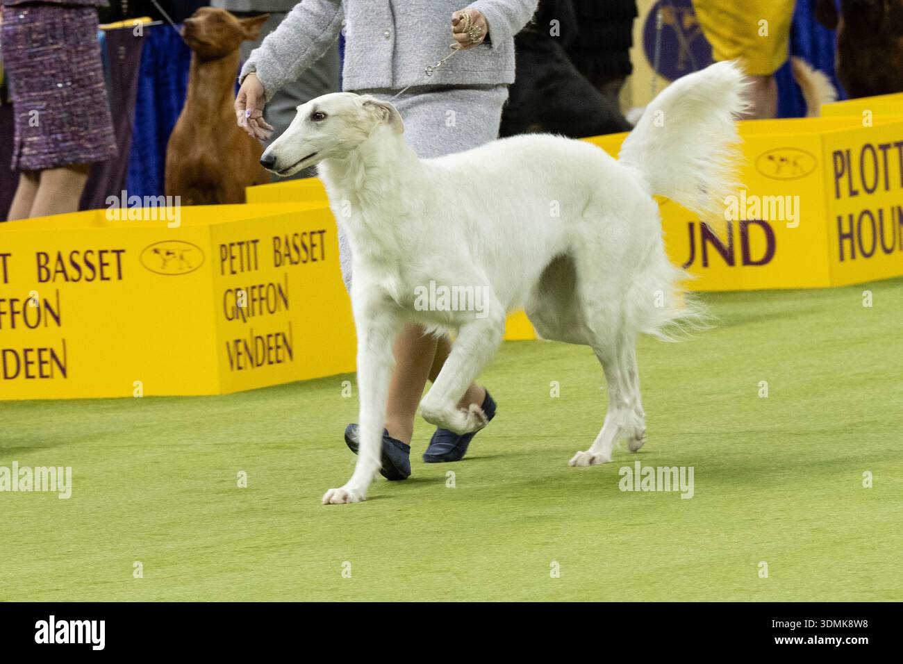 Borzoi named Purah competes in the Hound group during the 150th Annual ...