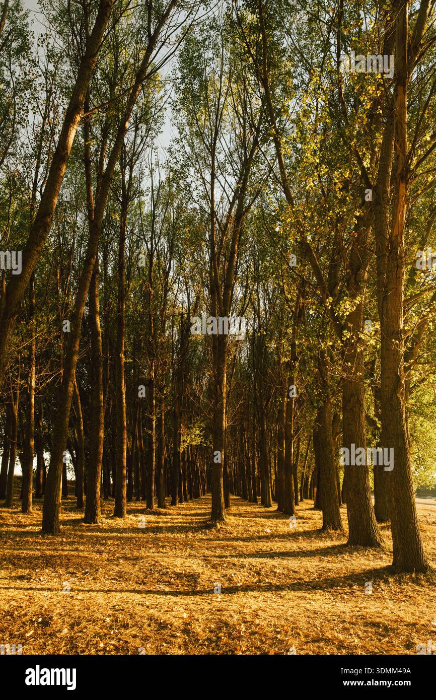 sunlit shadow pathway, shaded avenue of tall trees, golden light ...