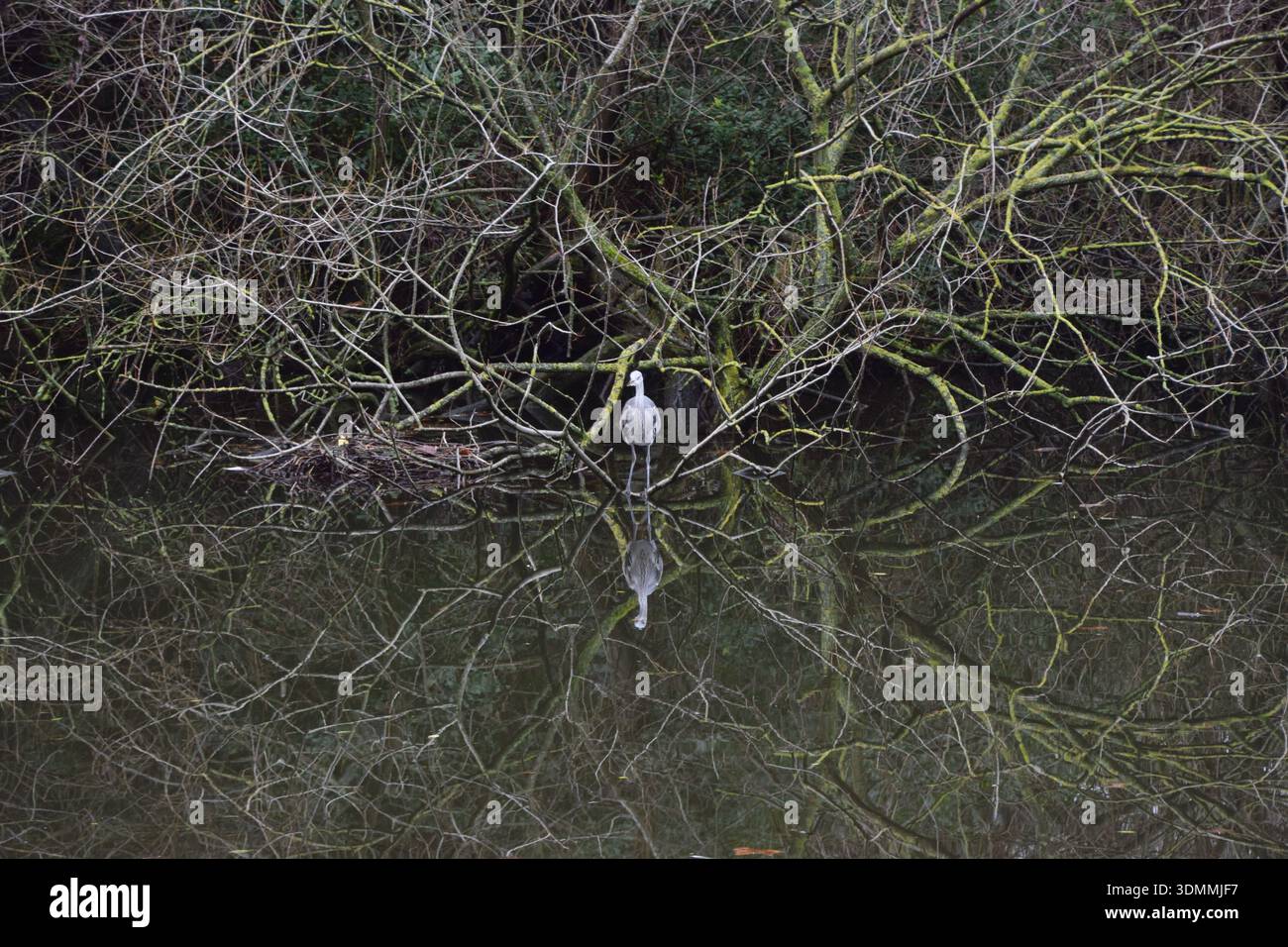 London, UK. 6th February 2026. A grey heron looks for fish in the lake ...