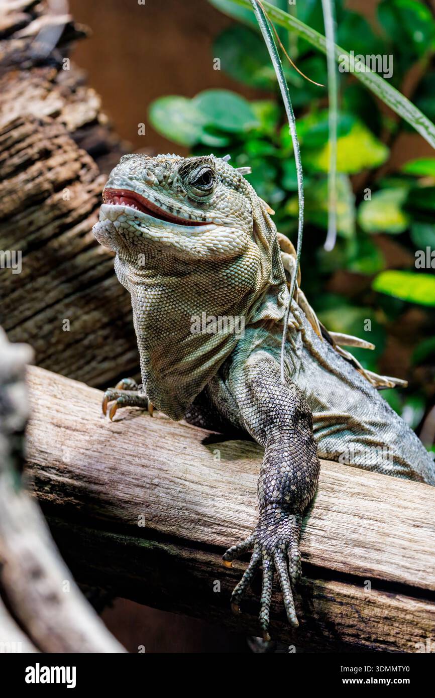 Skin utila iguana spiny tail hi-res stock photography and images - Alamy