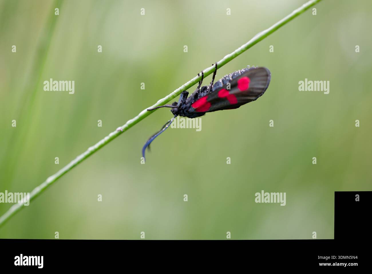 Macro photography of a Narrow-bordered Five-spot Burnet moth (Zygaena ...