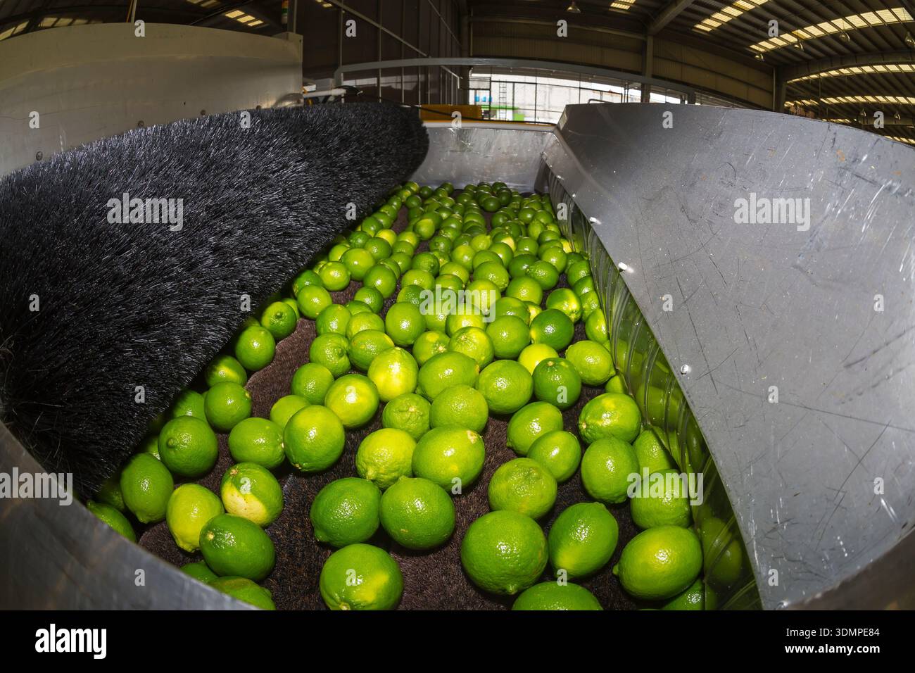 Lemon washing process hi-res stock photography and images - Alamy