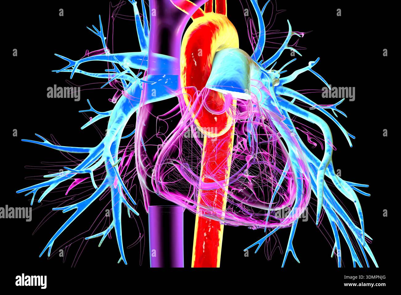 Illustration of a human heart with the aorta highlighted in red and the ...