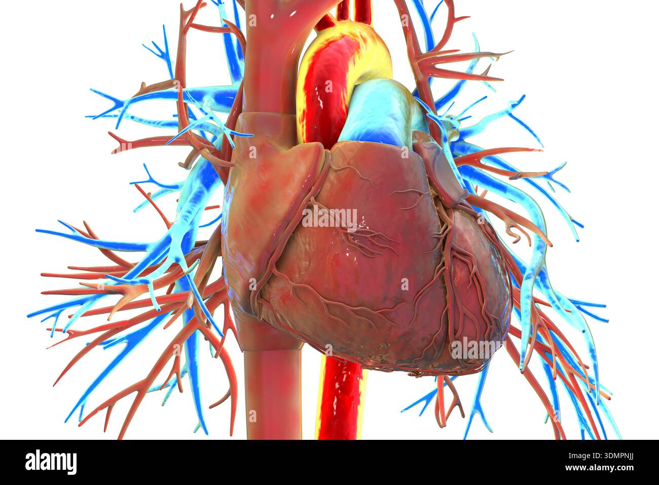 Illustration of a human heart with the aorta highlighted in red and the ...