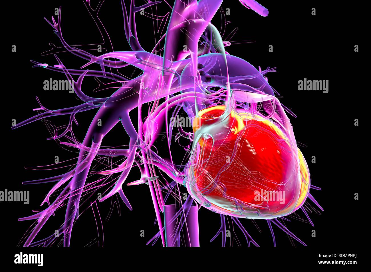 Illustration of the human heart with the left ventricle highlighted in ...