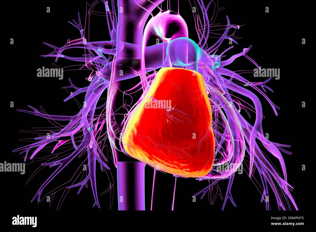 Illustration of the human heart with right ventricle highlighted. The ...
