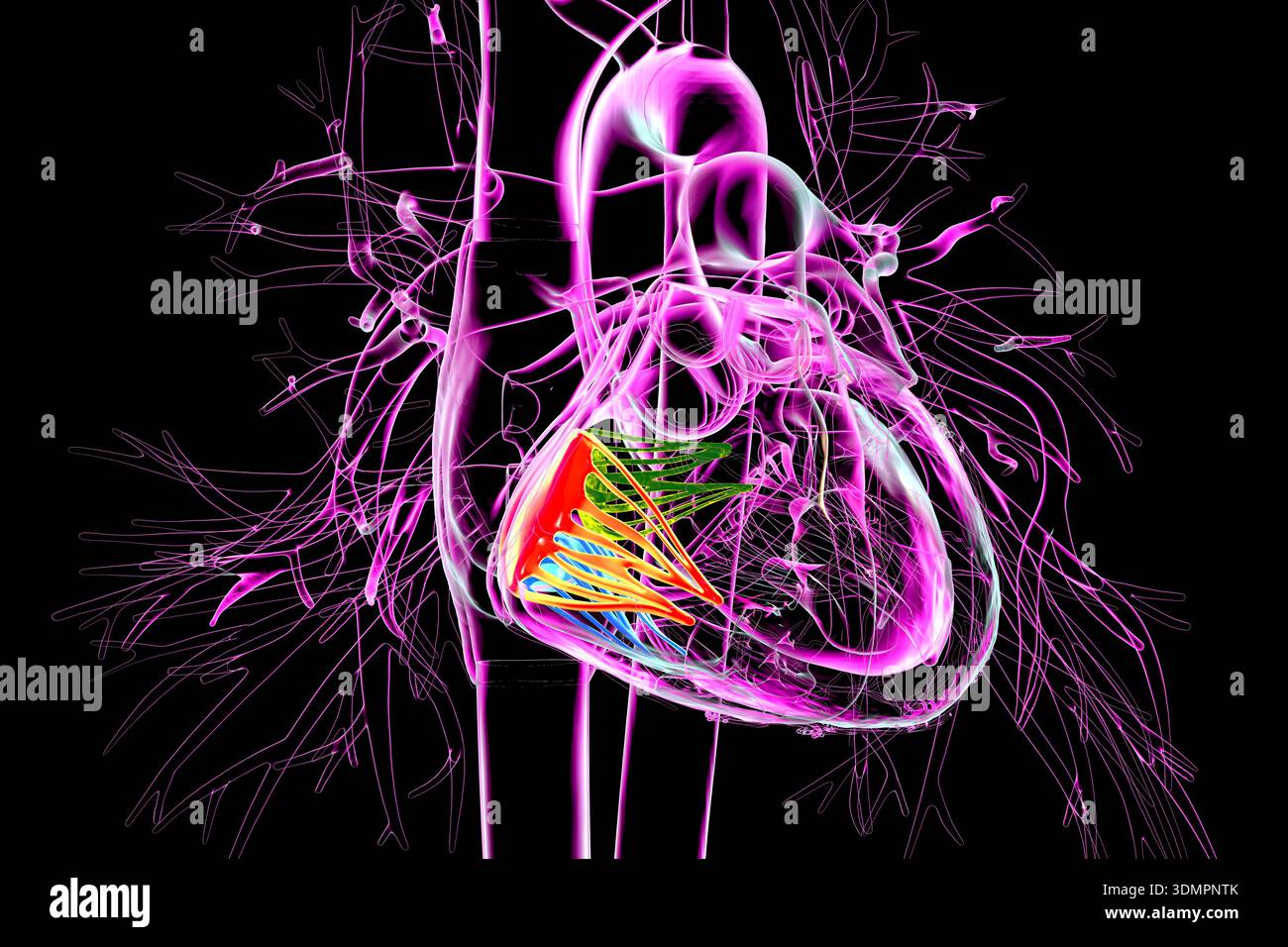 Illustration of the human heart with the tricuspid valve highlighted ...