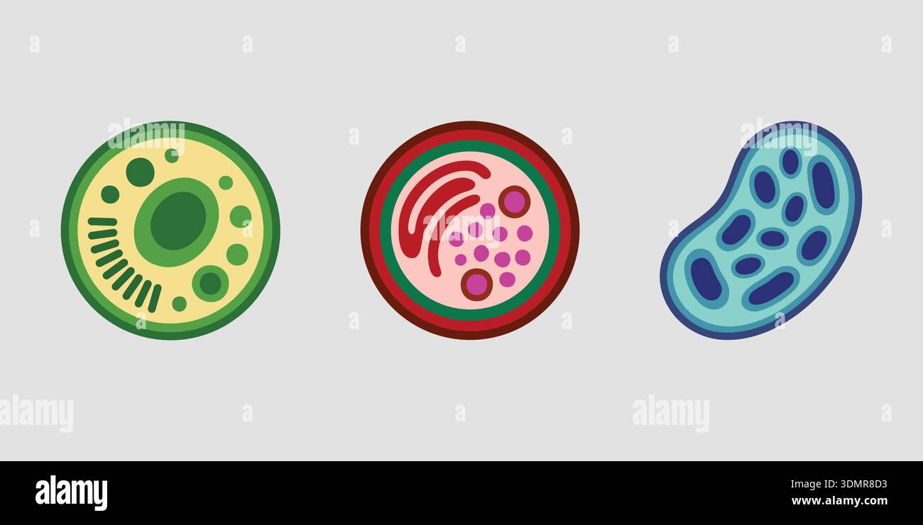 Cellanatomy hi-res stock photography and images - Alamy