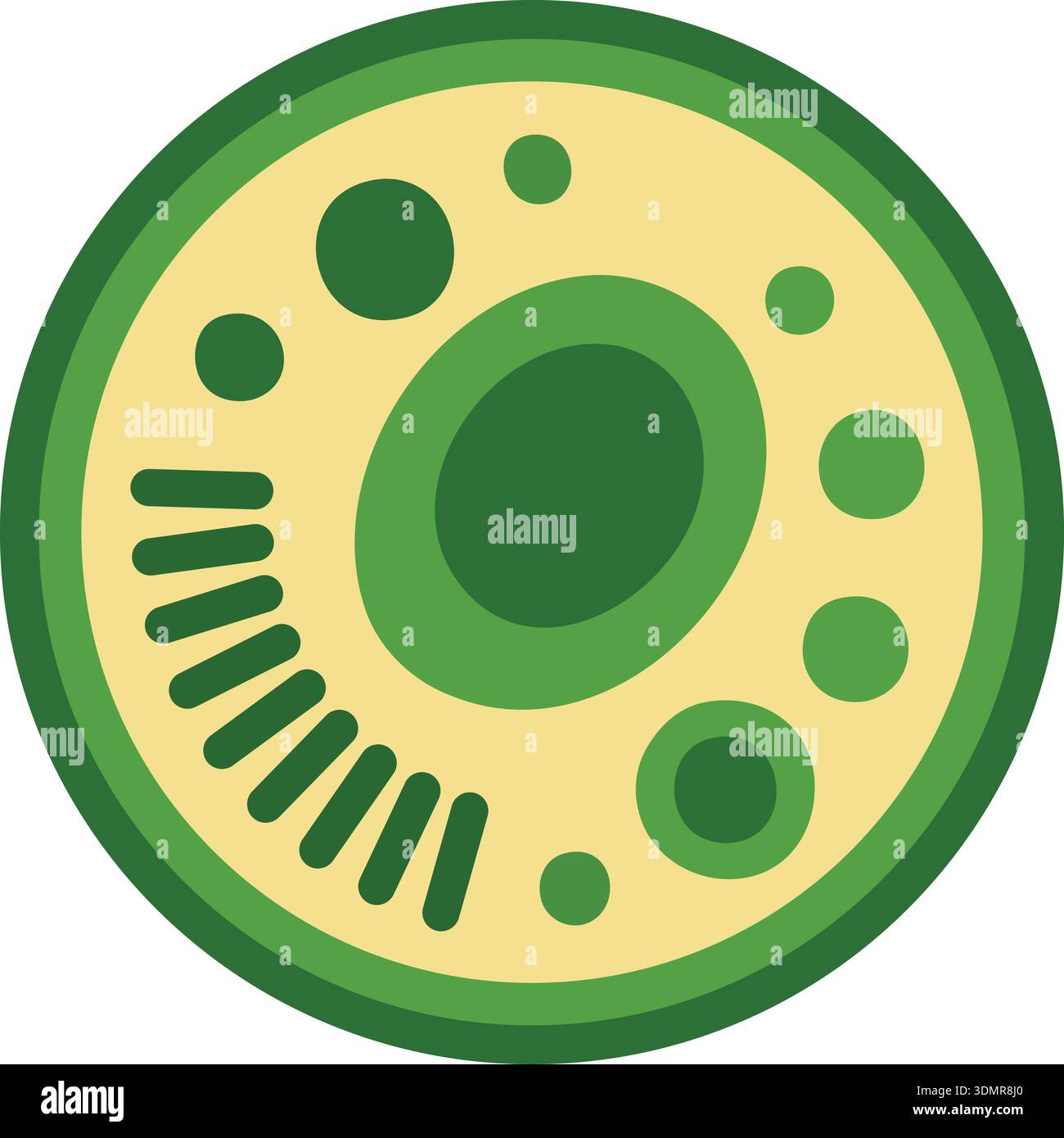 Cross section of plantcell hi-res stock photography and images - Alamy
