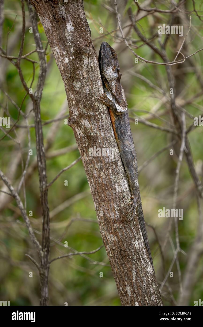 Frilled Dragon - Chlamydosaurus kingii, beatiful large iconic agama ...