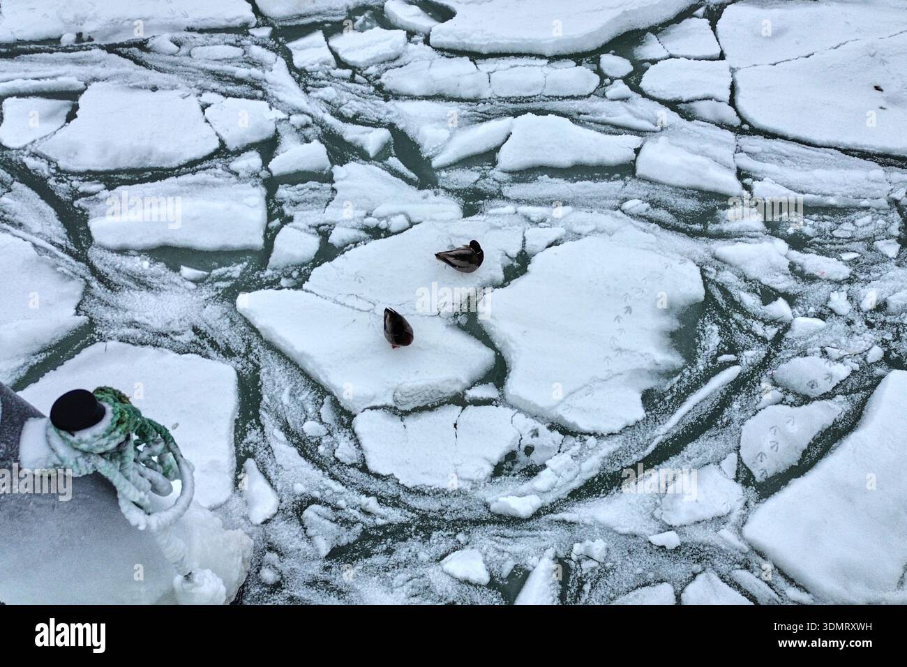 Ducks sit on ice flows on the frozen Baltic Sea in Scharbeutz, northern ...