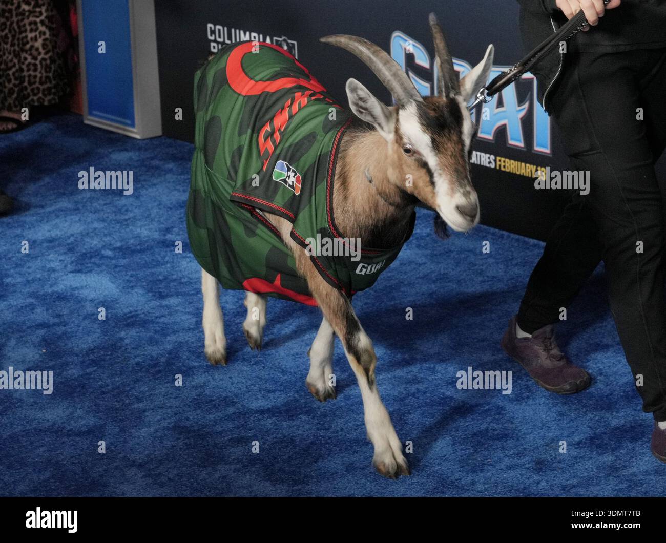 A Goat arrives at the Columbia Pictures and Sony Pictures Animation's ...