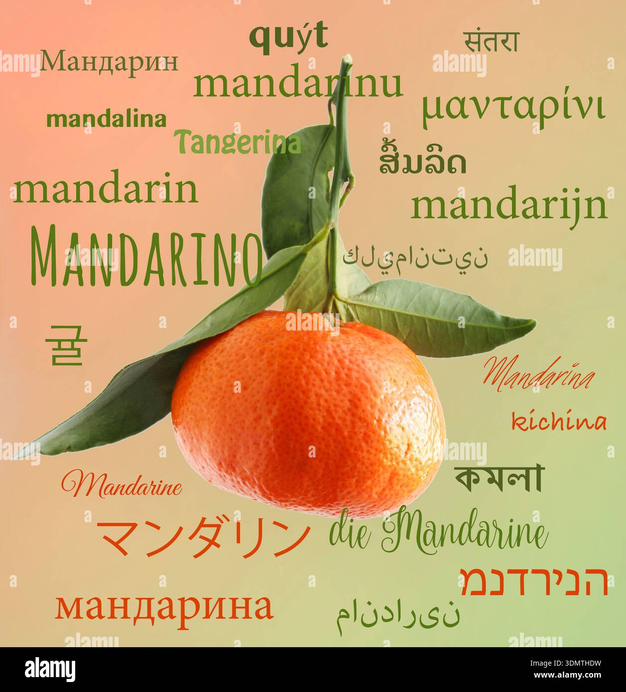 Orange mandarin with leaves and its name written in several languages ...
