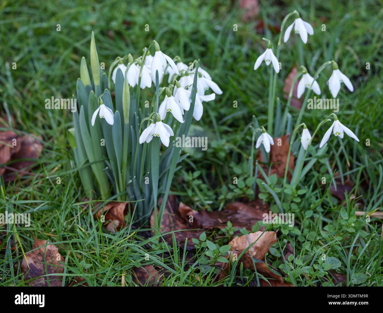 Shivers of snowdrops hi-res stock photography and images - Alamy