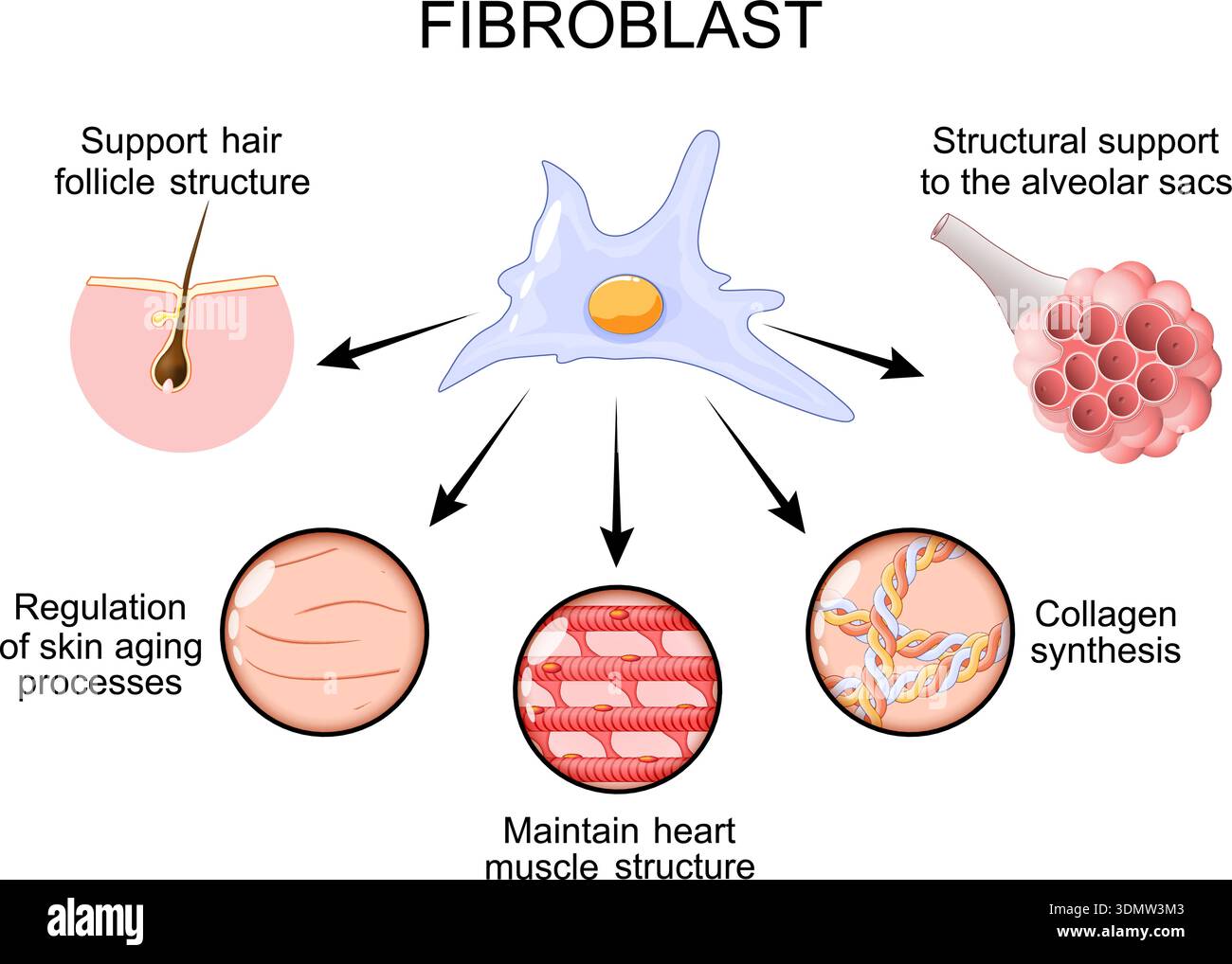Fibroblasts functions. Fibroblasts the master regulators of structural ...