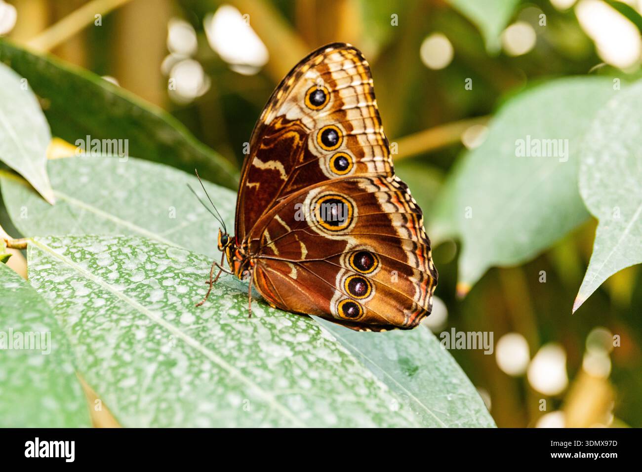 Imperial blue butterfly hi-res stock photography and images - Alamy