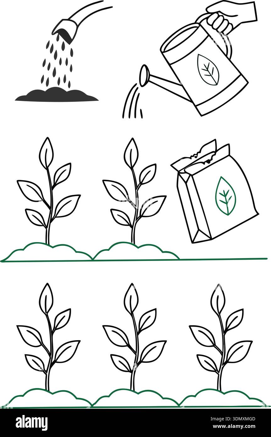 Illustrations depict the process of planting seeds watering seedlings ...